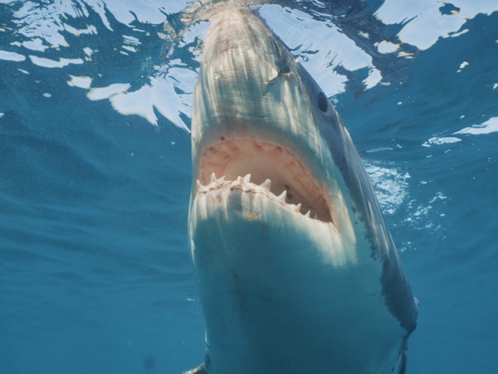 National Geographic Announces Largest Shark! Event Yet Kicking Off ...